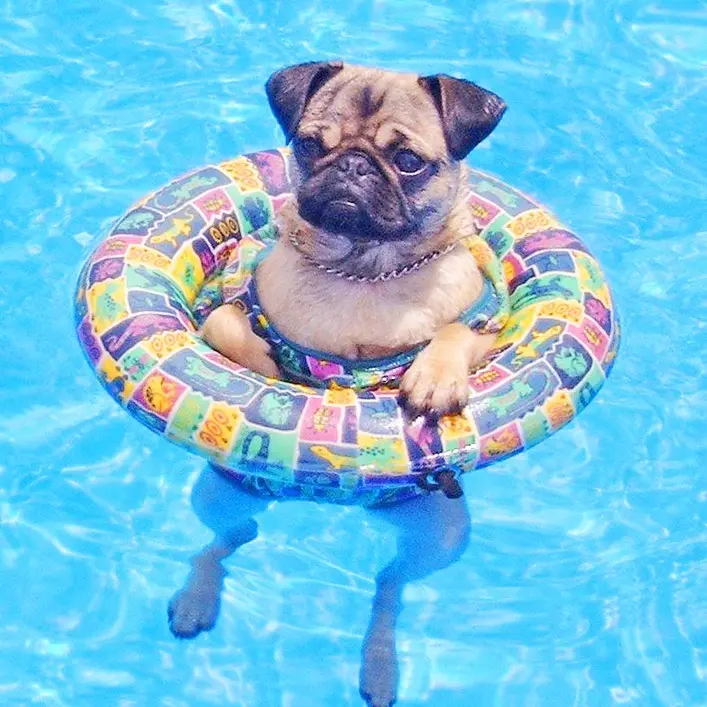 Cameron Devane - @dingoderby TikTok Analytics | Profile, videos ...