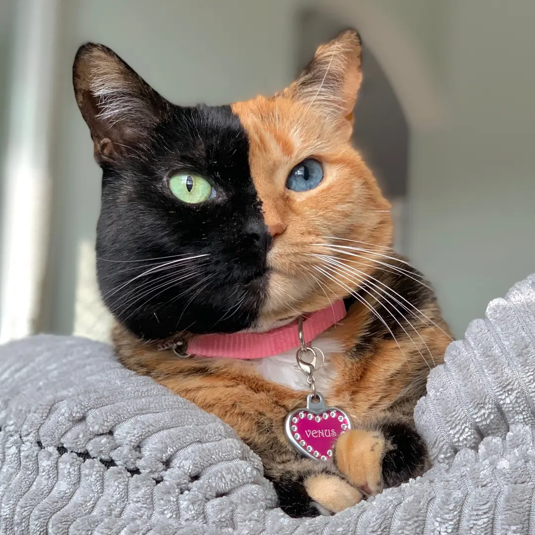 Venus Two Face Cat - @venustwofacecat TikTok Analytics | Profile ...